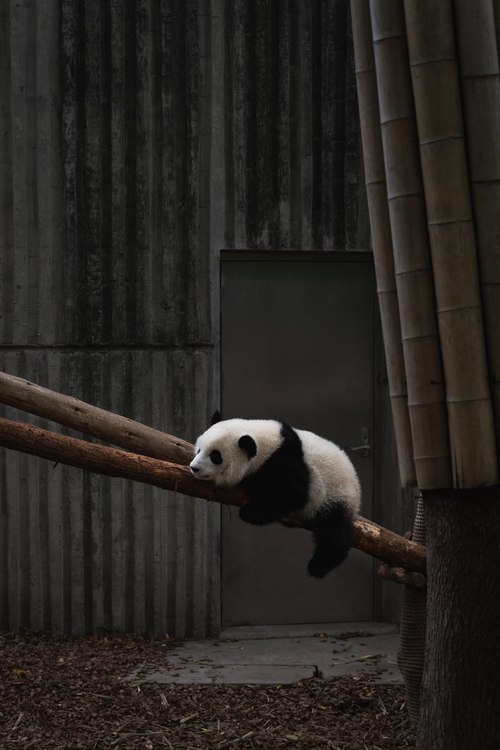 Using Pandas Dataframes With Griddb Griddb Open Source Time Series Database For Iot